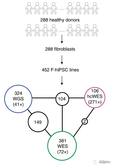IPSC应用再次蒙上阴影，剑桥大学证实近四分之三的IPSC细胞系DNA受到严重损伤_研究_基因组_iPSCs
