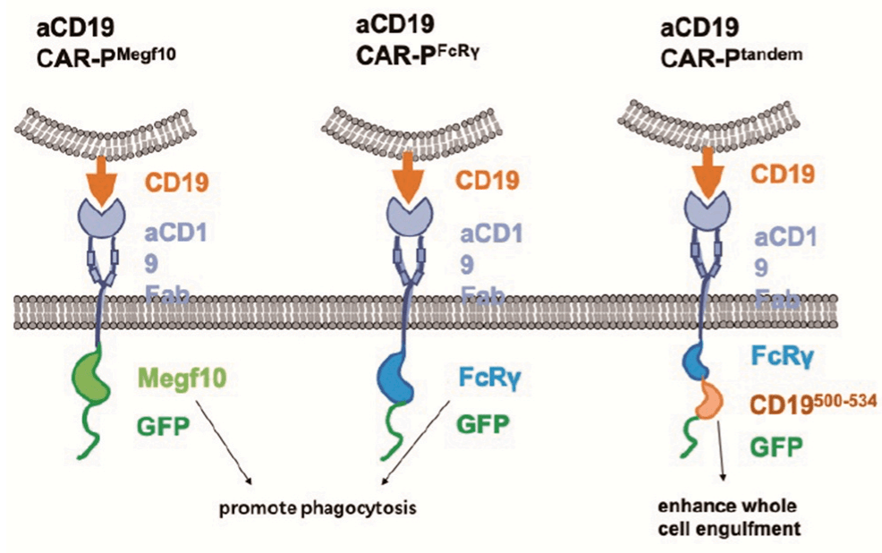 认识CAR-T、CAR-NK和CAR-M_细胞_淋巴_治疗