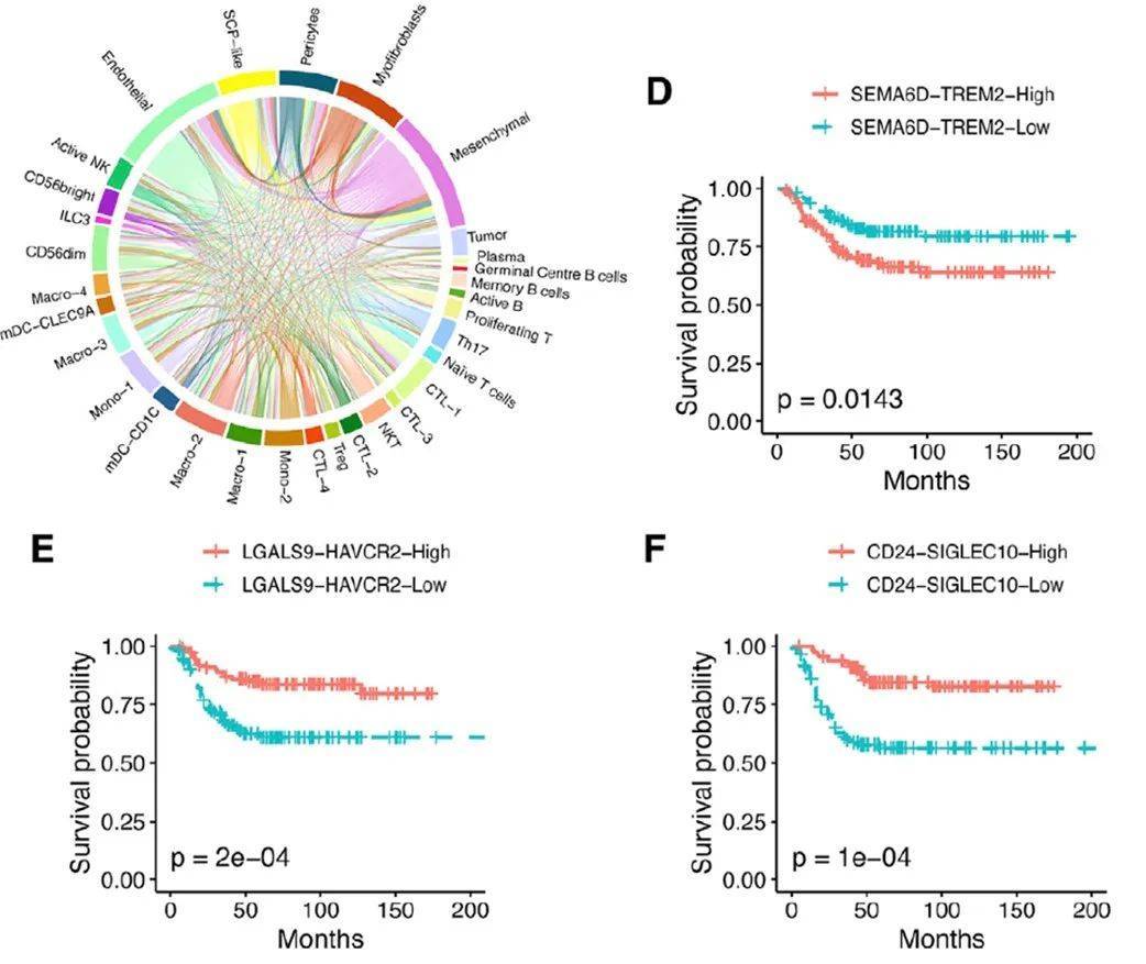 Cell子刊 scRNA-seq+PhenoCycler超多重免疫荧光描绘神经母细胞瘤免疫细胞图谱_研究_生存率_分析