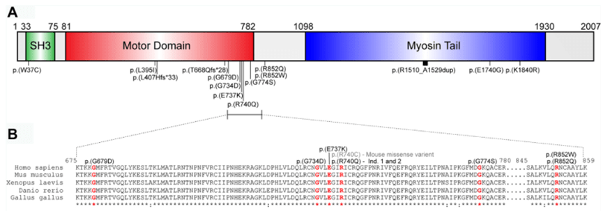新基因 | MYH10 杂合变异与神经发育障碍和先天性异常相关_纤毛_遗传病_影响