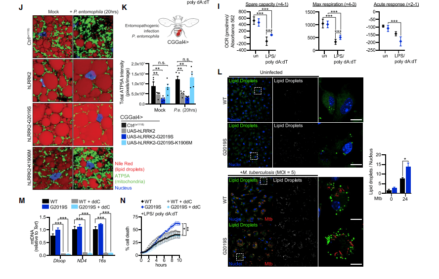 线粒体功能障碍怎样通过调控细胞的死亡方式来指导免疫结果？_研究_炎症_坏死性