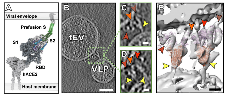 CryoET解析新冠病毒进入细胞的全过程_融合_刺突_蛋白