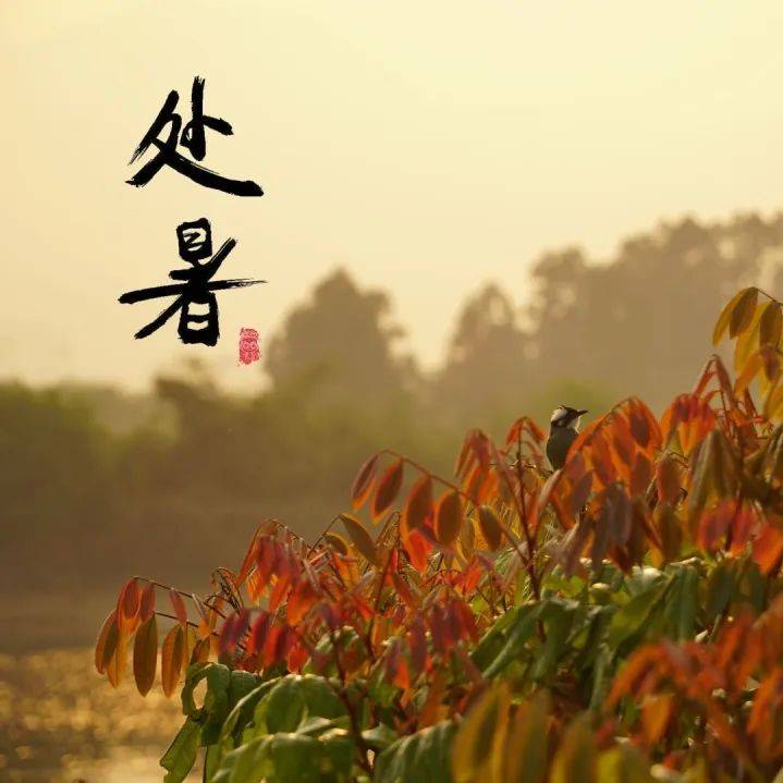 处暑 暑气至此而止矣图片夏日万物