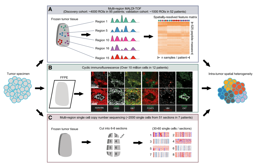 Cell Genomics | 北大吴华君团队利用空间多组学技术鉴定两种不同肿瘤内空间异质性模式_细胞_患者_吴华君