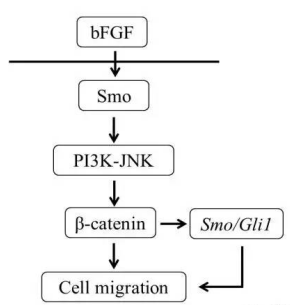 干细胞培养关键因子——bFGF_研究_碱性_功能