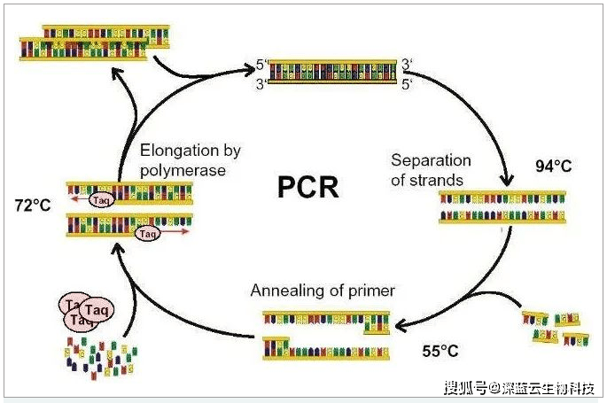 Taq酶你选对了吗？_检测_曲线_效率