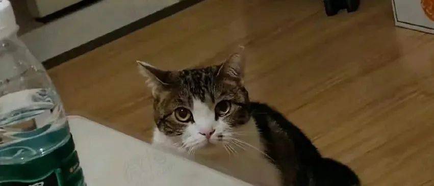 【猫咪领养】两岁猫妹妹无偿寻领养妹妹猫咪