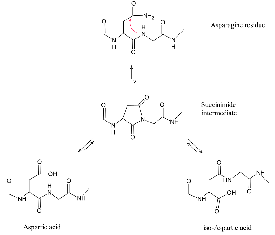 生物药表征 | 翻译后修饰-脱酰胺_反应_影响_Asp