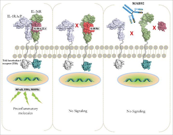 你上市来我失败，自免靶点IL-36R的成功与挫折_治疗_炎性_临床