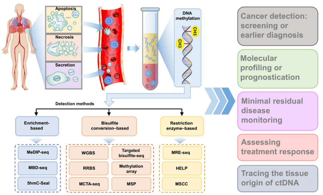 循环游离DNA（cfDNA）甲基化检测——EM-seq_样本_技术_基因组