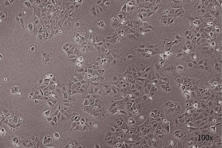 赛库细胞学堂|人肝癌细胞系_研究_HepG_Huh