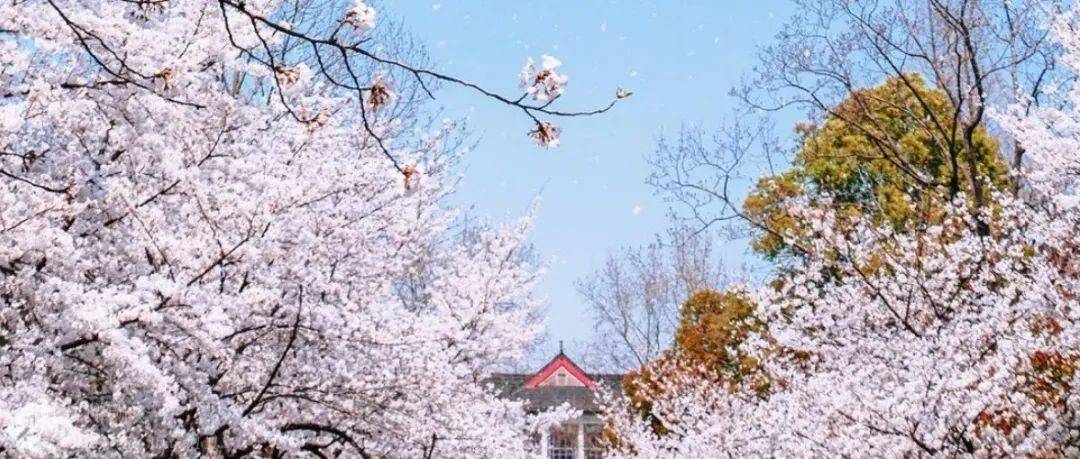 百廿将至，一起来看看NJFU的四季景吧_南林_带着_校园