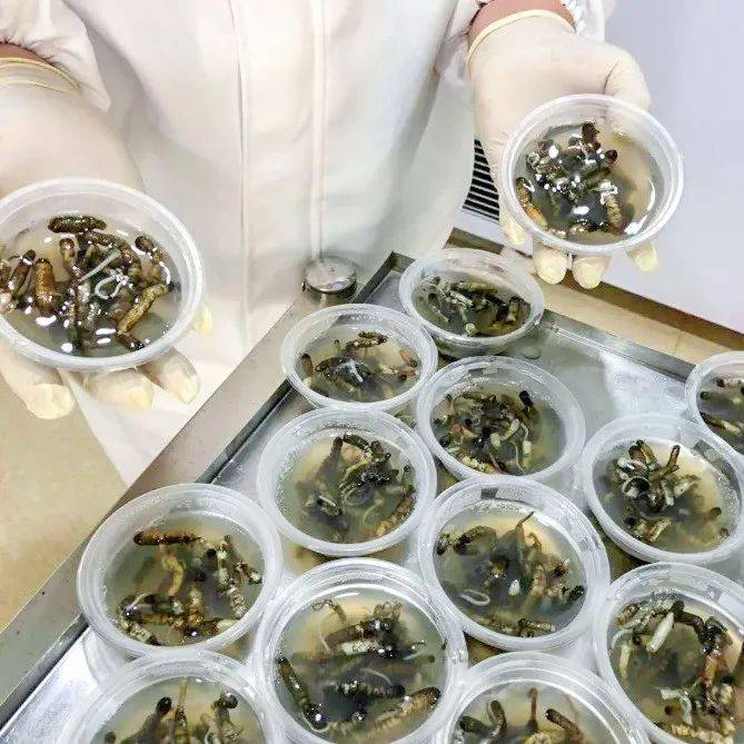 漳州非遗｜闽南土笋冻制作技艺_龙海_传承_海滩