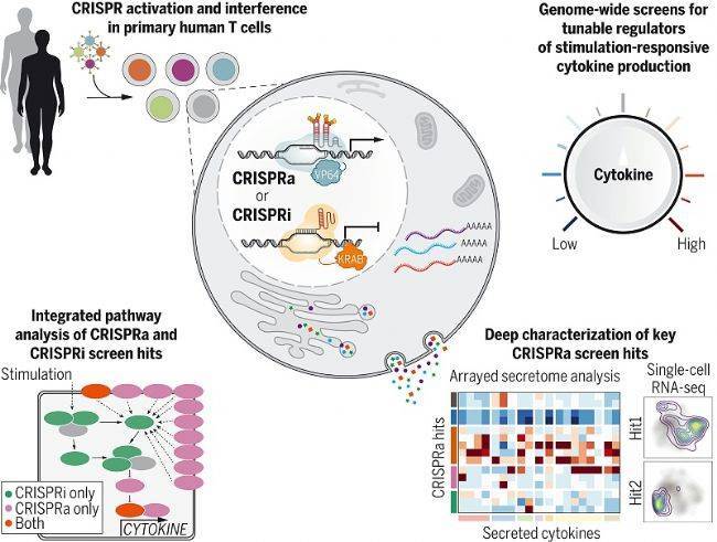 CRISPR-Cas9基因编辑技术及系统三个阶段介绍_crRNA_细胞_外源