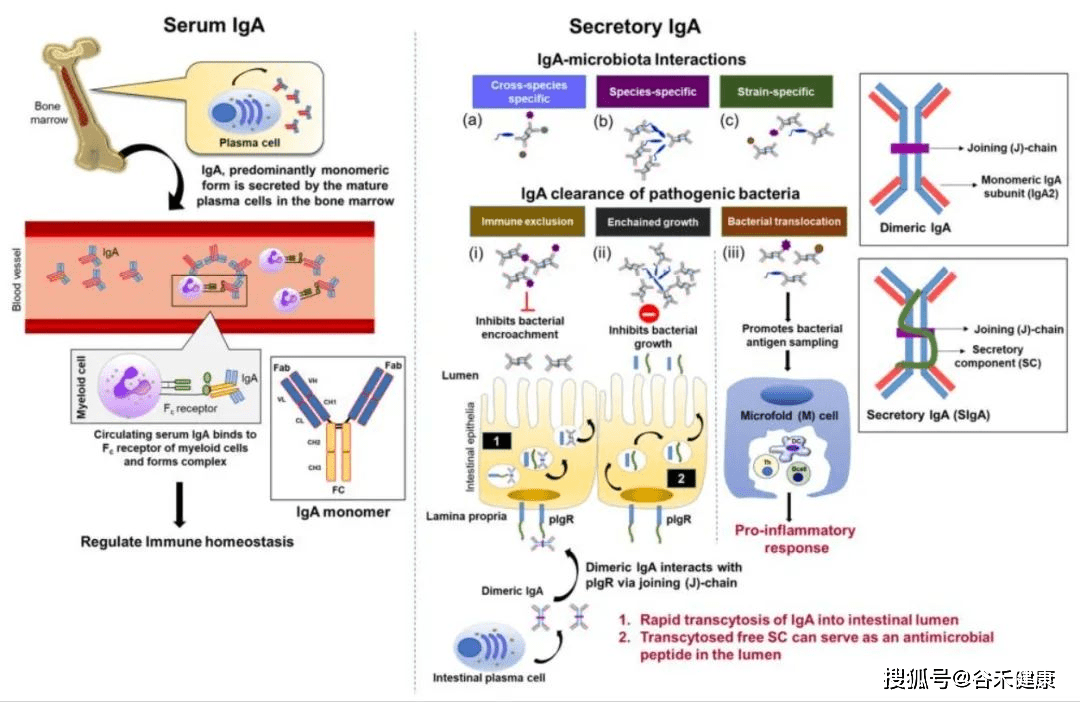 对抗病原菌，帮助共生菌定植的“重要开关”_微生物_肠道_抗体