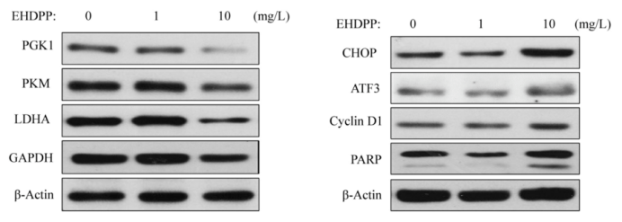 Western Blot 原理及基础应用详解剖析_Bcl_蛋白质_检测