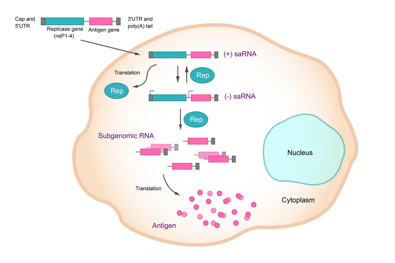 载体家小课堂 | 带您了解自扩增RNA（saRNA）_细胞_疫苗_设计