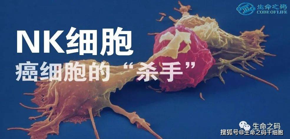 我国iPSC来源NK细胞药物紧跟前沿，iPSC获近10亿资本加持，潜能无限-生命之码_iPSCs_诱导_研究