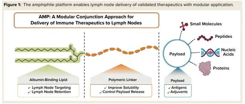 基于双亲分子平台的亚单位疫苗的开发_淋巴结_方法_癌症