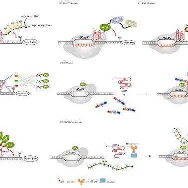 综述 | CRISPR激活系统在植物中的研究进展及展望_Cas_调控_基因