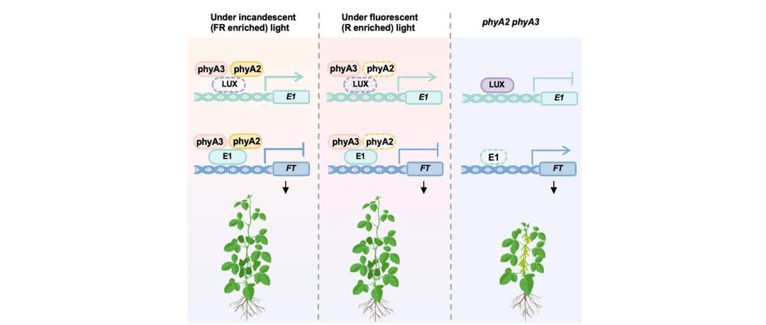 我校研究团队在美国科学院院刊（PNAS）发表重要文章_phyA_调控_in