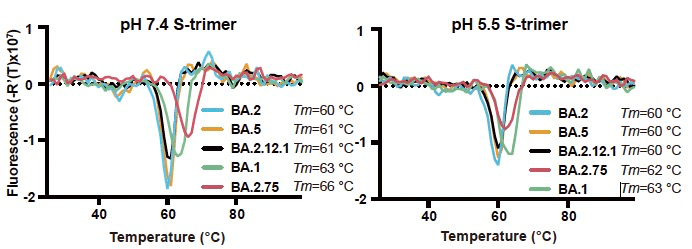 Cell Host & Microbe | 谢晓亮/王祥喜/曹云龙等揭示BA.2.75突变株感染性与免疫逃逸能力更强_团队_Omicron_亲和力
