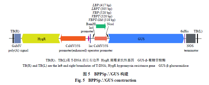 阳春砂与海南砂BPPS启动子比较及GCN4-motif正调控作用的鉴定_基因功能_砂仁_种子