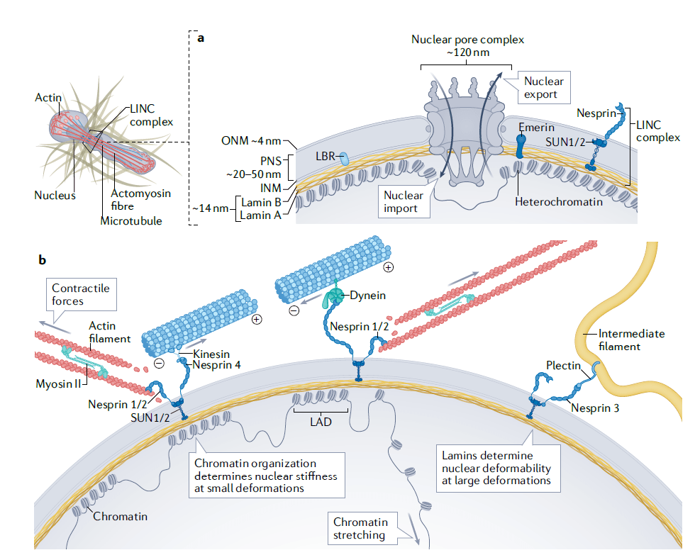 Nat Rev | 细胞核变形的力学与功能_细胞器_机械_蛋白