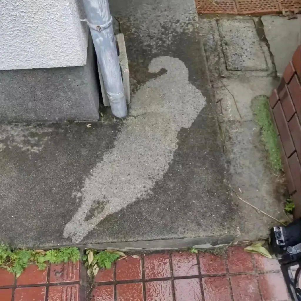 下雨后地面现神秘生物画像，仔细一看...原来是个憨憨！_服务_宠物_活动