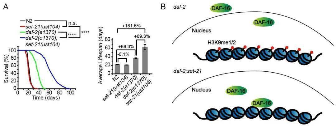 科大揭示表观遗传学修饰调控个体寿命的新机制_me_基因组_ofdaf-