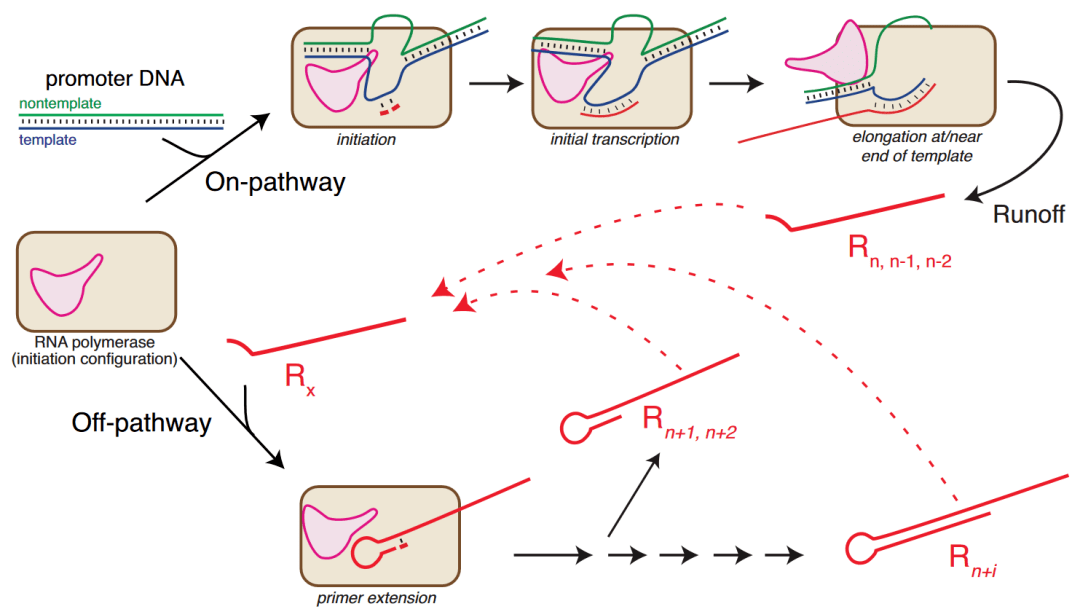 RNA 3'末端回折配对，重新结合T7 聚合酶，启动自我延伸_反应_Martin_序列
