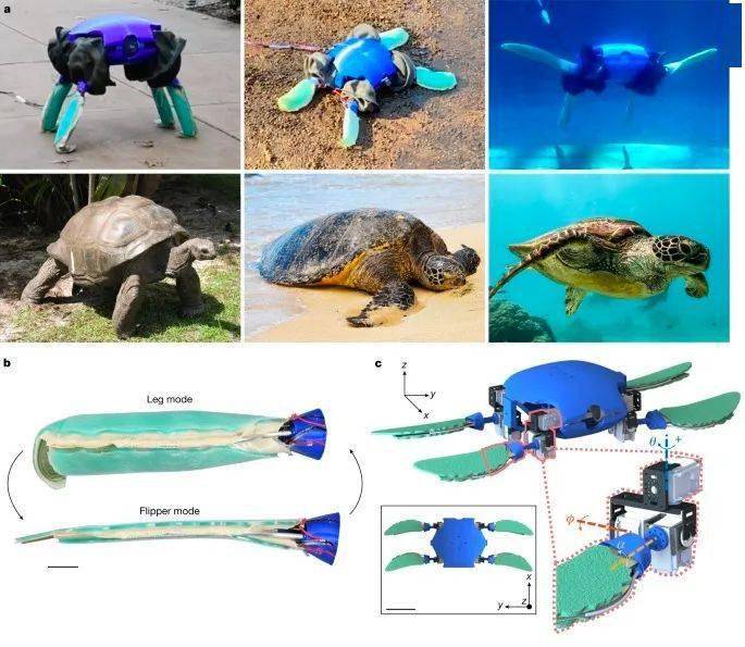 Nature封面：耶鲁大学研究团队设计出一种形态自适应的仿生两栖海龟机器人_四肢_环境_结构