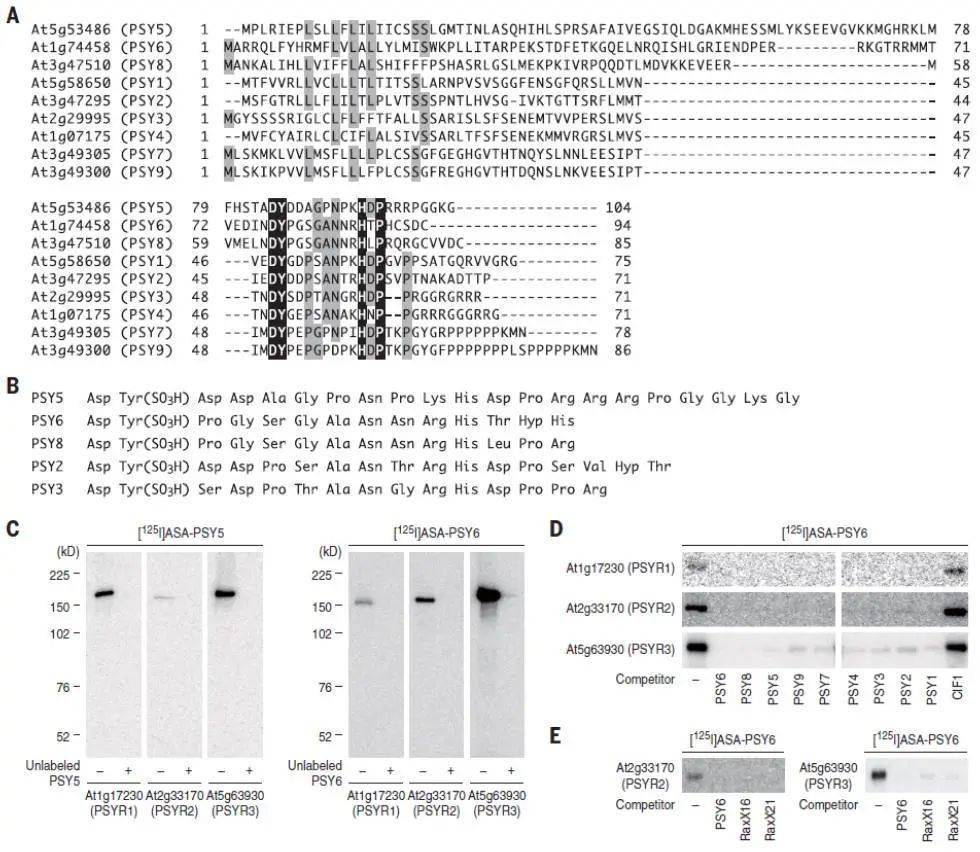 Science｜详解！小肽PSY的受体以及PSY-PSYR平衡植物生长和逆境响应的分子机制_研究_psy_tpst