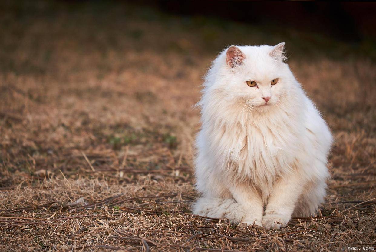 猫咪在家突然乱拉乱尿,猫咪突然到处乱尿是怎么回事?猫砂问题原因