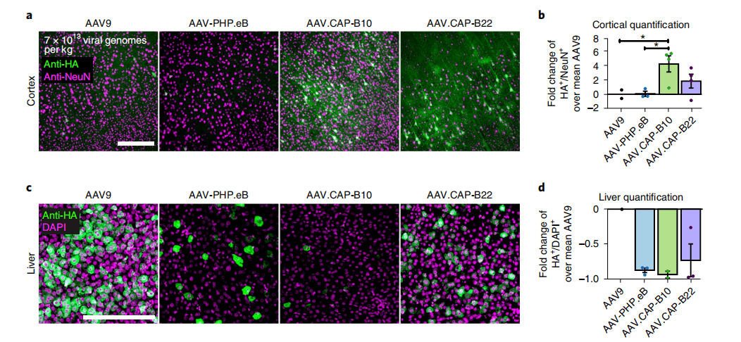 更多AAV血清型被开发，组织特异性研究再添新选择！_细胞_病毒_胶质