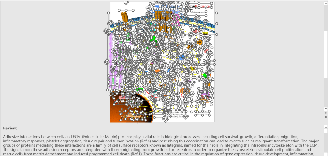 一分钟绘制信号通路图：Pathway Builder Tool画图神器及400+可编辑版经典信号通路图免费送给大家！_文献_植物_软件