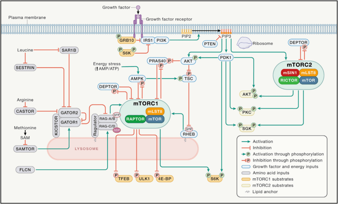 医瑞贝生物｜CELL：生长控制中的mTOR底物磷酸化_研究_复合物_蛋白