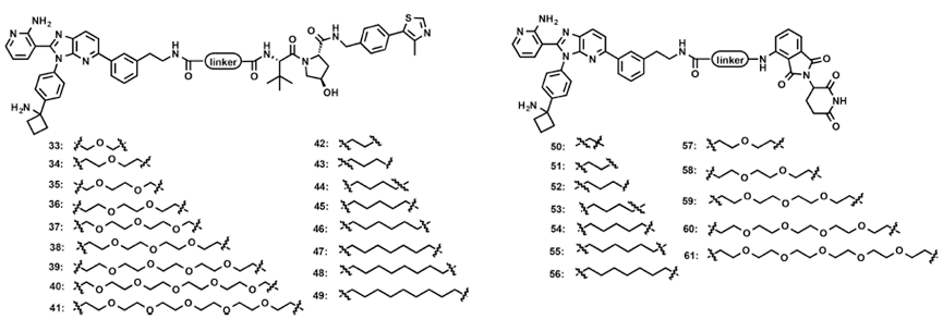 金坚团队：首个靶向AKT变构位点的PROTAC_开发_蛋白_细胞