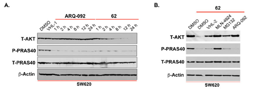 金坚团队：首个靶向AKT变构位点的PROTAC_开发_蛋白_细胞