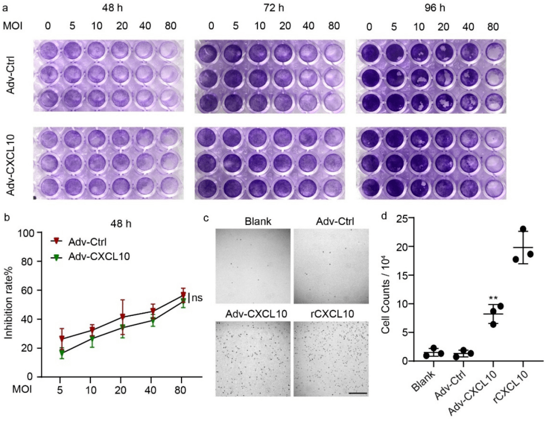 溶瘤腺病毒CXCL10通过促进肿瘤浸润T细胞趋化增强抗pd-1治疗_Adv-CXCL_抗体_基因
