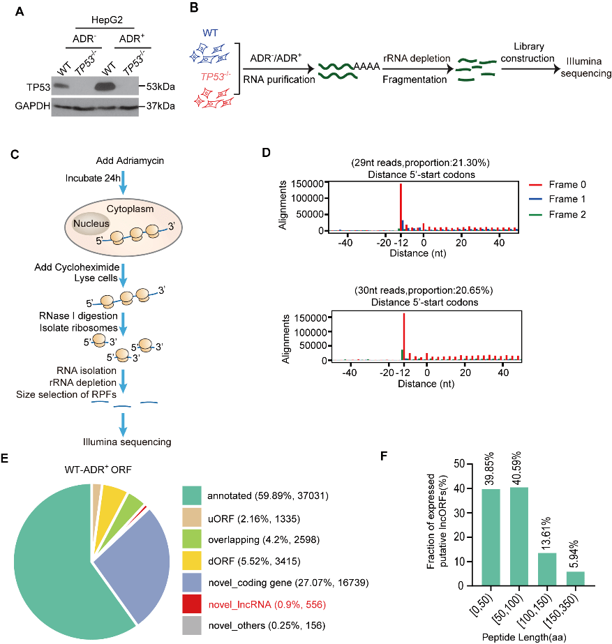 杨建华教授/屈良鹄教授课题组发现p53调控的lncRNA编码多肽在癌细胞增殖中的功能_研究_技术_实验