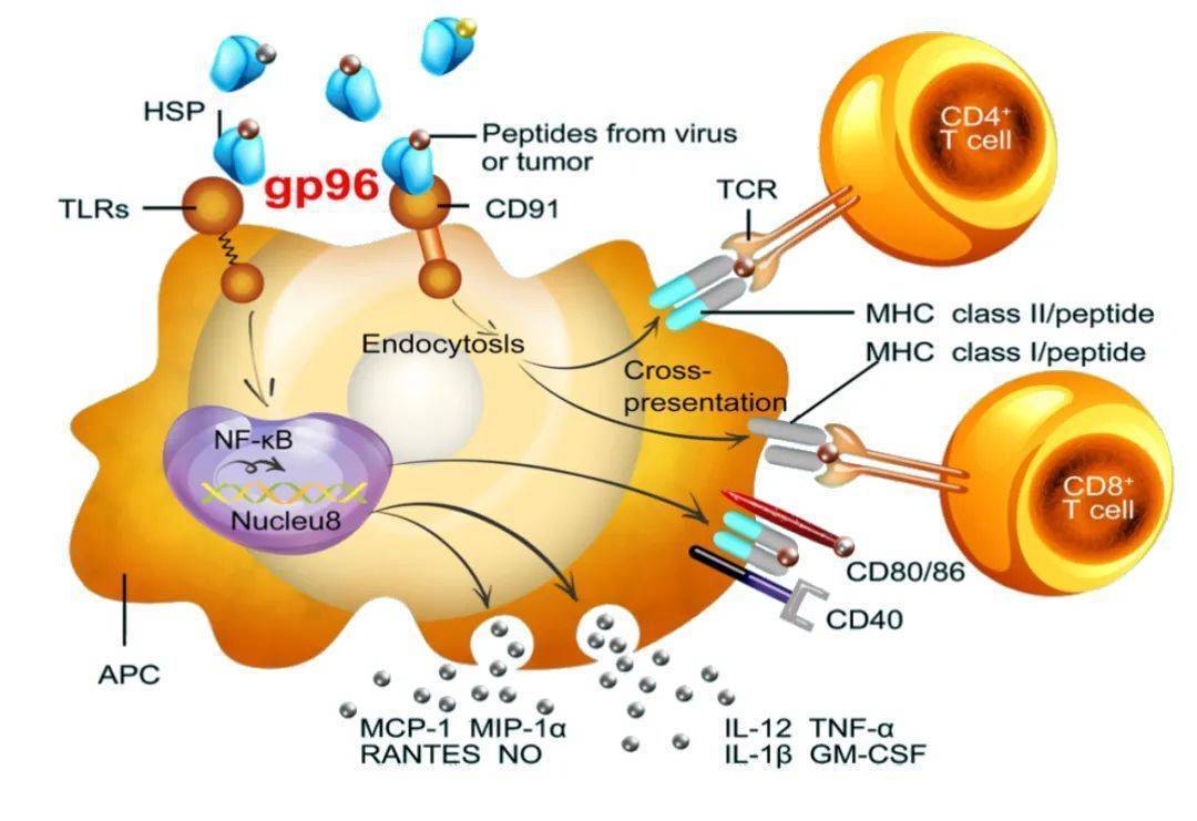 热休克蛋白GP96 | 防癌抗癌、肿瘤治疗、免疫性疾病治疗新选择_gp_患者_癌症