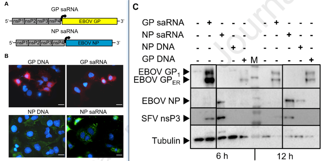 BioNTech开发埃博拉病毒自复制二价RNA疫苗_抗原_蛋白_结构