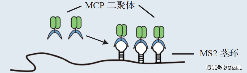 经验分享：活细胞RNA成像技术及其在生物医学中应用研究进展_序列_荧光_蛋白质