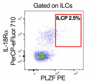 小鼠肺、小肠固有层ILC1/ILC2/ILC3/NK的细分和功能评估_细胞_淋巴_组织