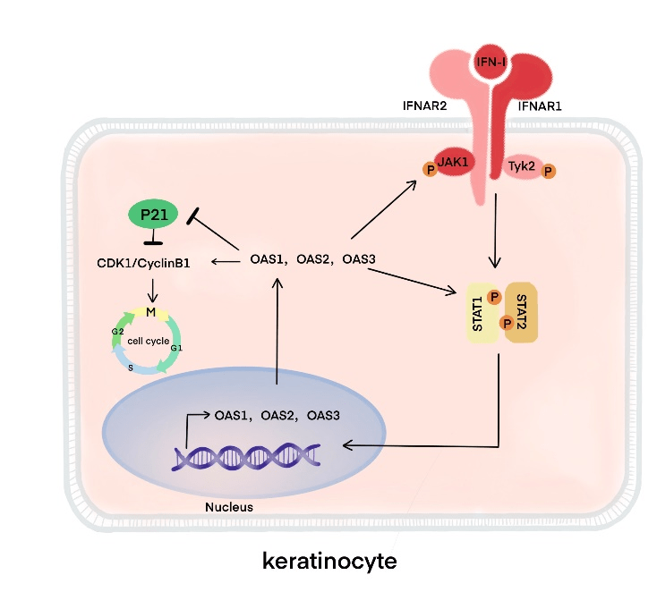 J Invest Dermatol | OAS家族在银屑病发病机制中的研究_论文_细胞_表皮
