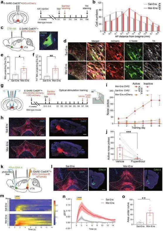 神经元特异性启动子-hSyn_CreERT_吗啡_功能