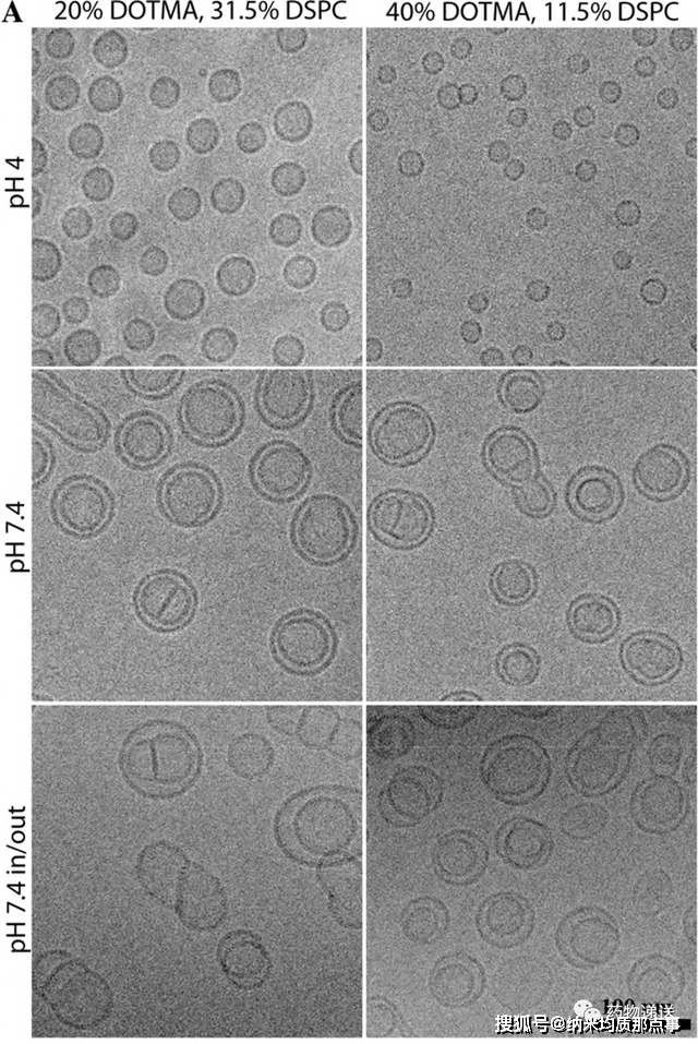 脂质体和脂质纳米粒的差别及其形成机制_siRNA-LNP_结构_核酸