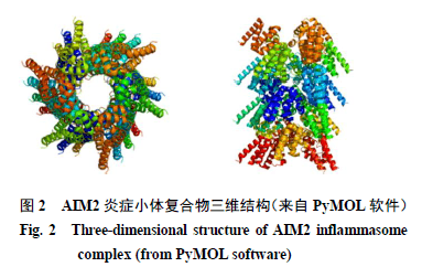 炎症小体AIM2信号通路调控及其潜在抑制剂的研究进展_dsDNA_蛋白_作用