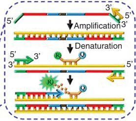 如果你还搞不懂 PCR、Sanger 测序、NGS 测序，建议你花 3 分钟看这篇_检测_ex_ins